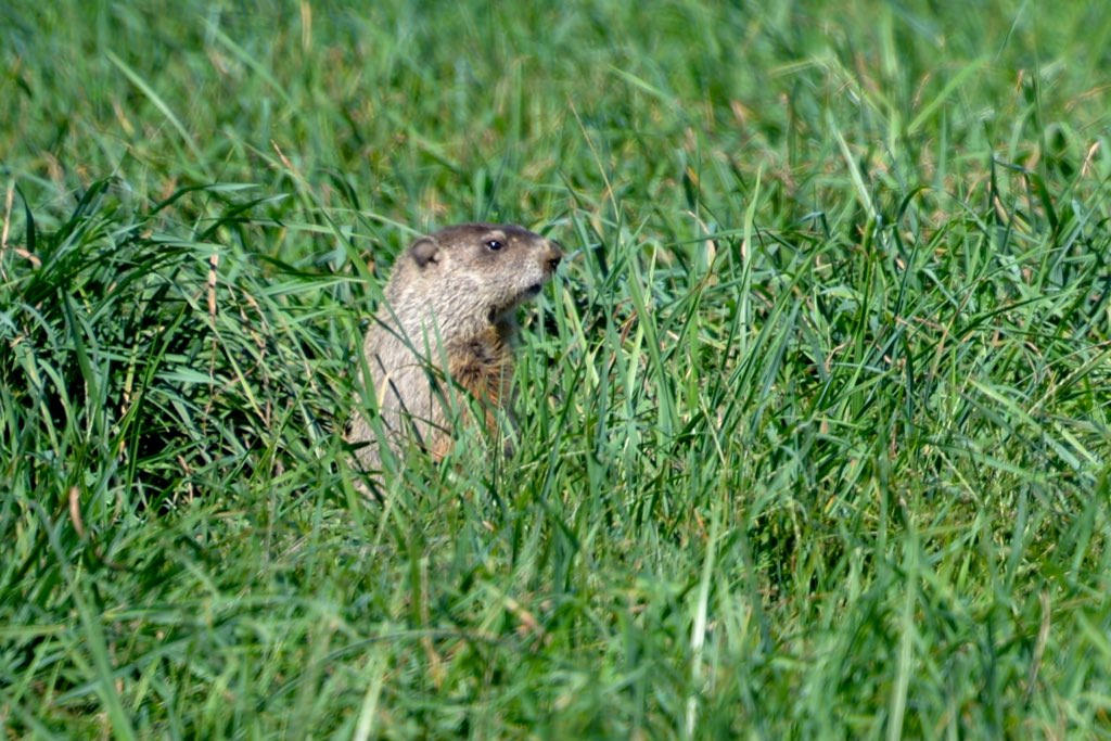 Writing Prompt Groundhog Day Writing Your Life